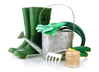 Les étapes essentielles de la plantation des échalotes pour un jardin ...