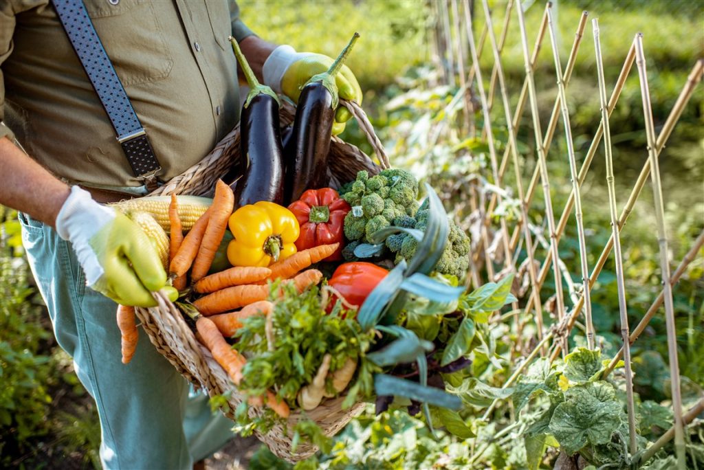 Calendrier de plantation des légumes : Quand démarrer votre jardin