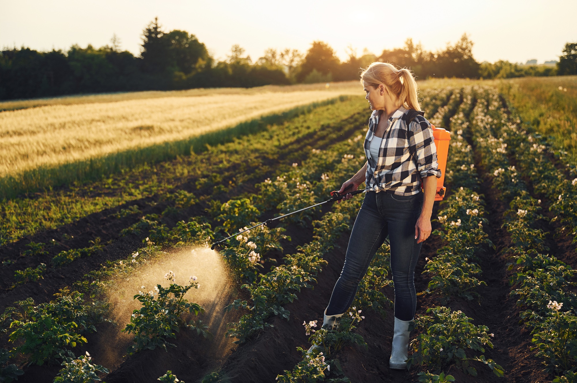 Dosage du roundup agricole pour 5 litres d'eau : erreurs à éviter pour ...